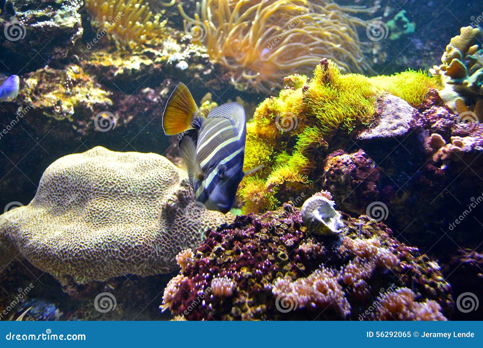 Tropical fish stock image. Image of tropical, marine - 56292065