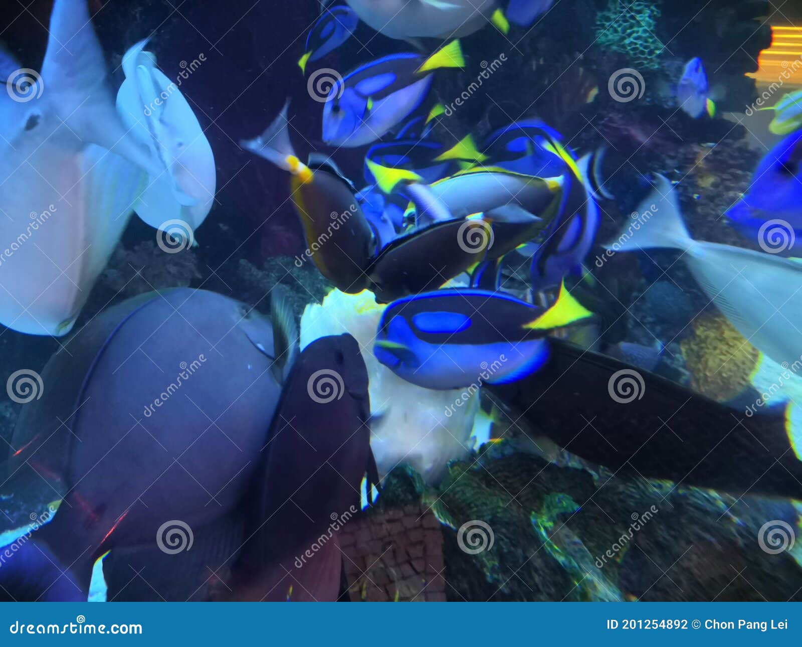 Tropical Fish Eating Vegetable in the Sea Stock Photo - Image of animal ...