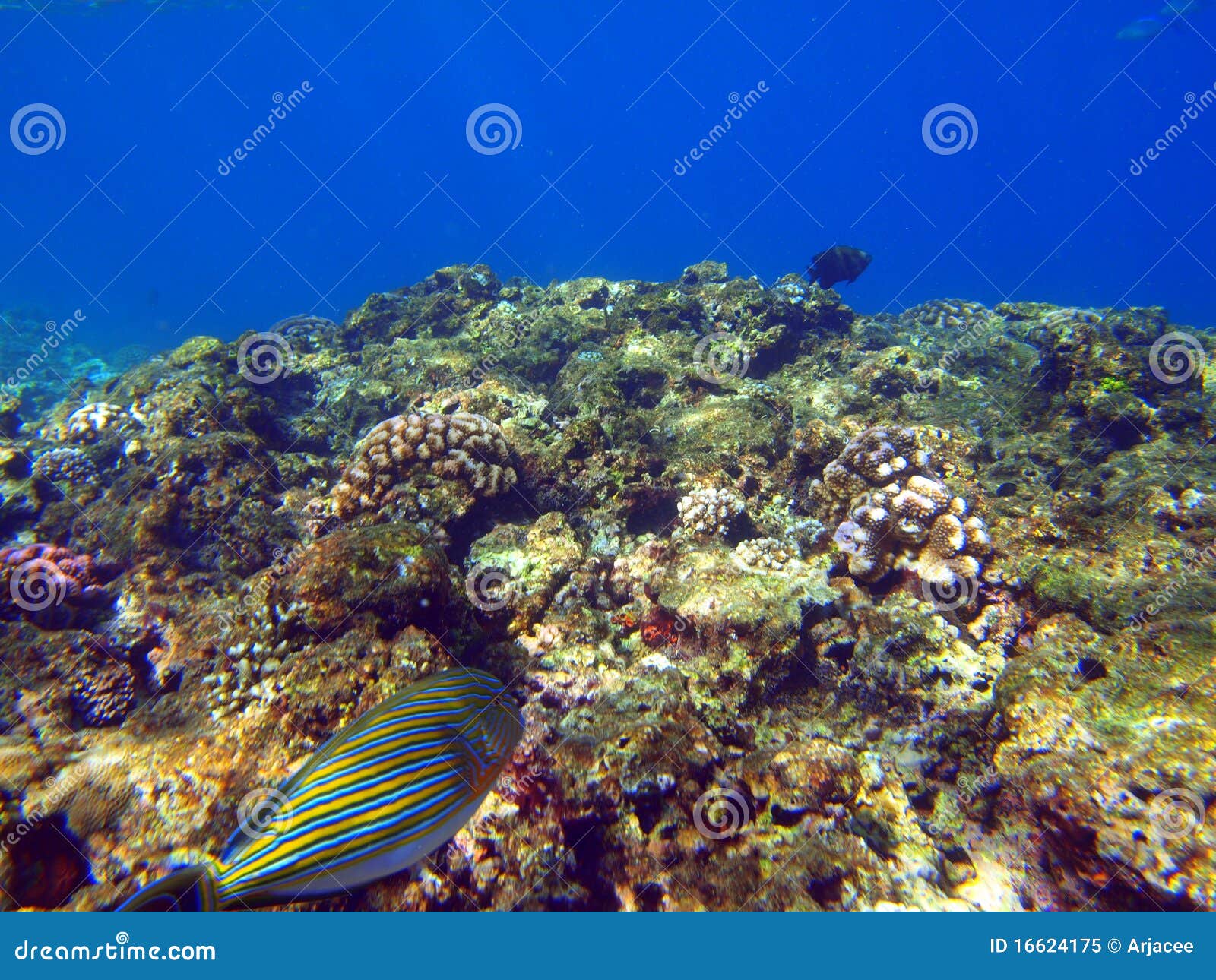 Tropical Fish Feeding on Some Coral. Stock Image - Image of plunging ...