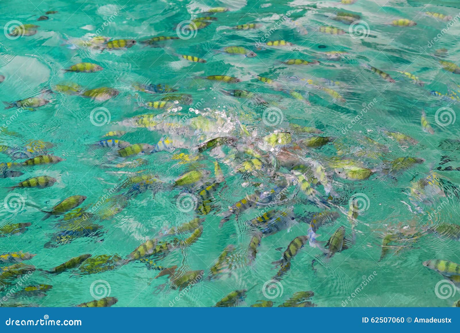 Tropical Fish Fighting for Bread, Pileh Lagoon, Ko Phi Phi Lee Stock ...
