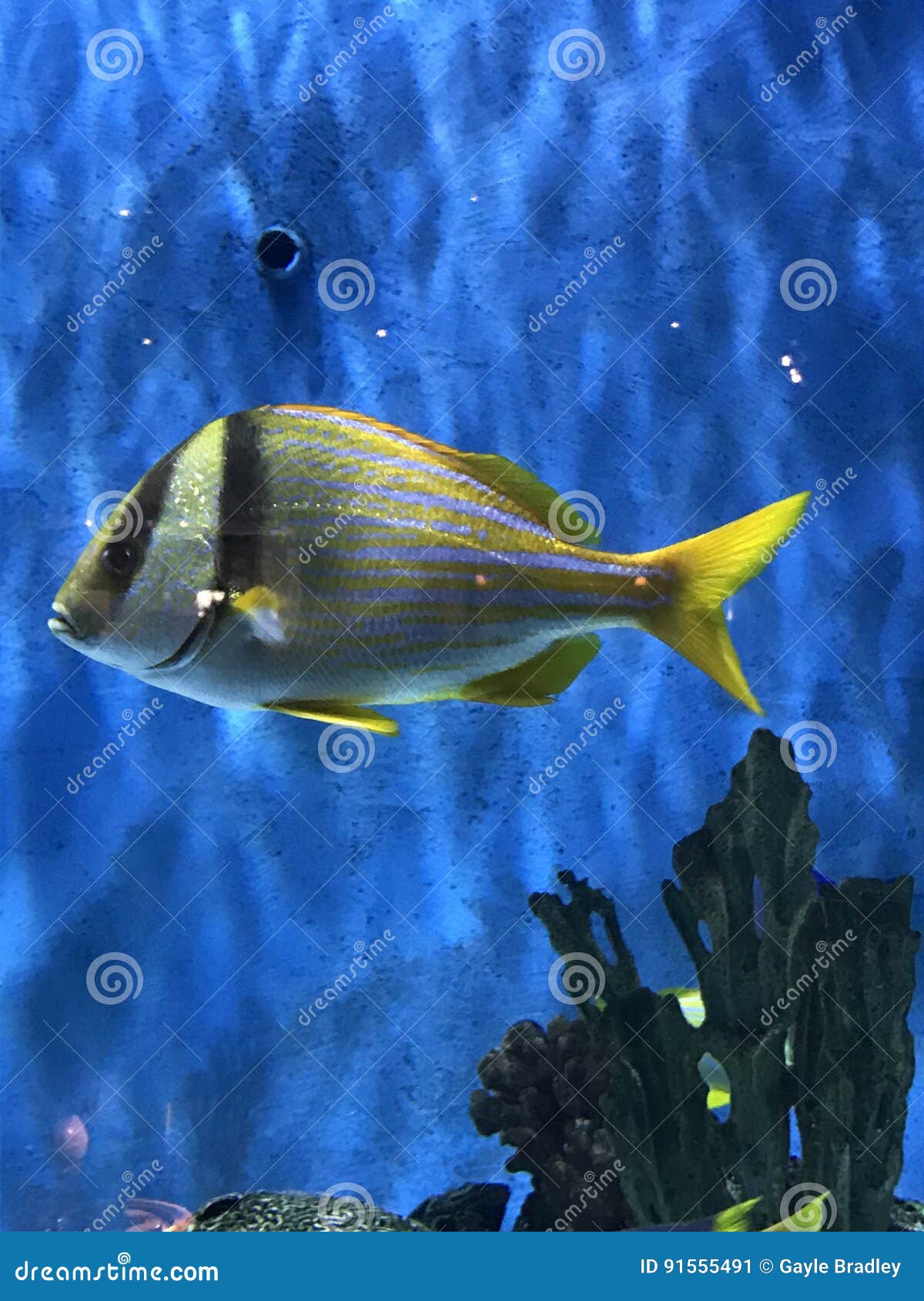 Tropical Fish Florida Tank Swimming Stock Image - Image of tropical ...