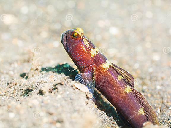 Tropical fish Goby stock image. Image of fish, goby, caribbean - 27210961