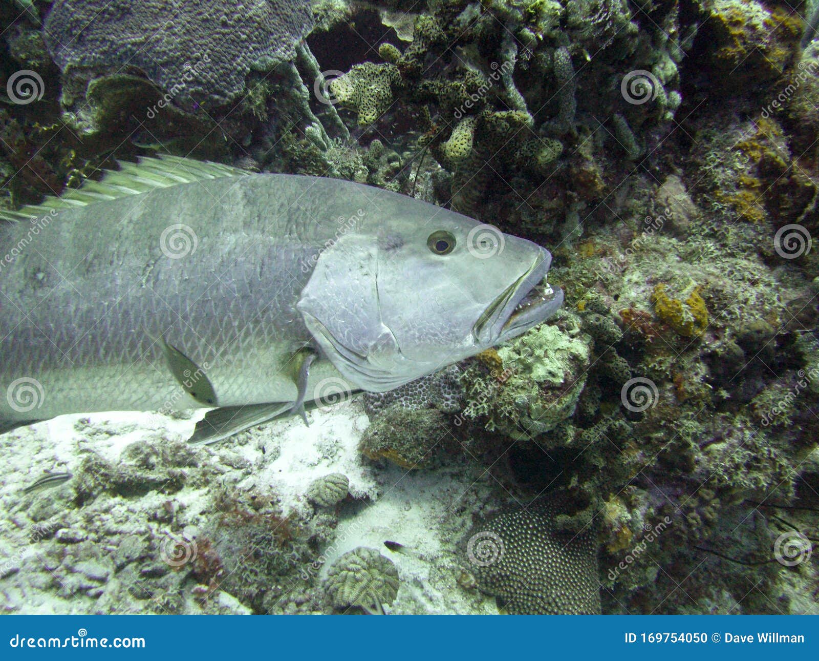 Tropical Fish Grouper on a Coral Reef Stock Photo - Image of fish ...