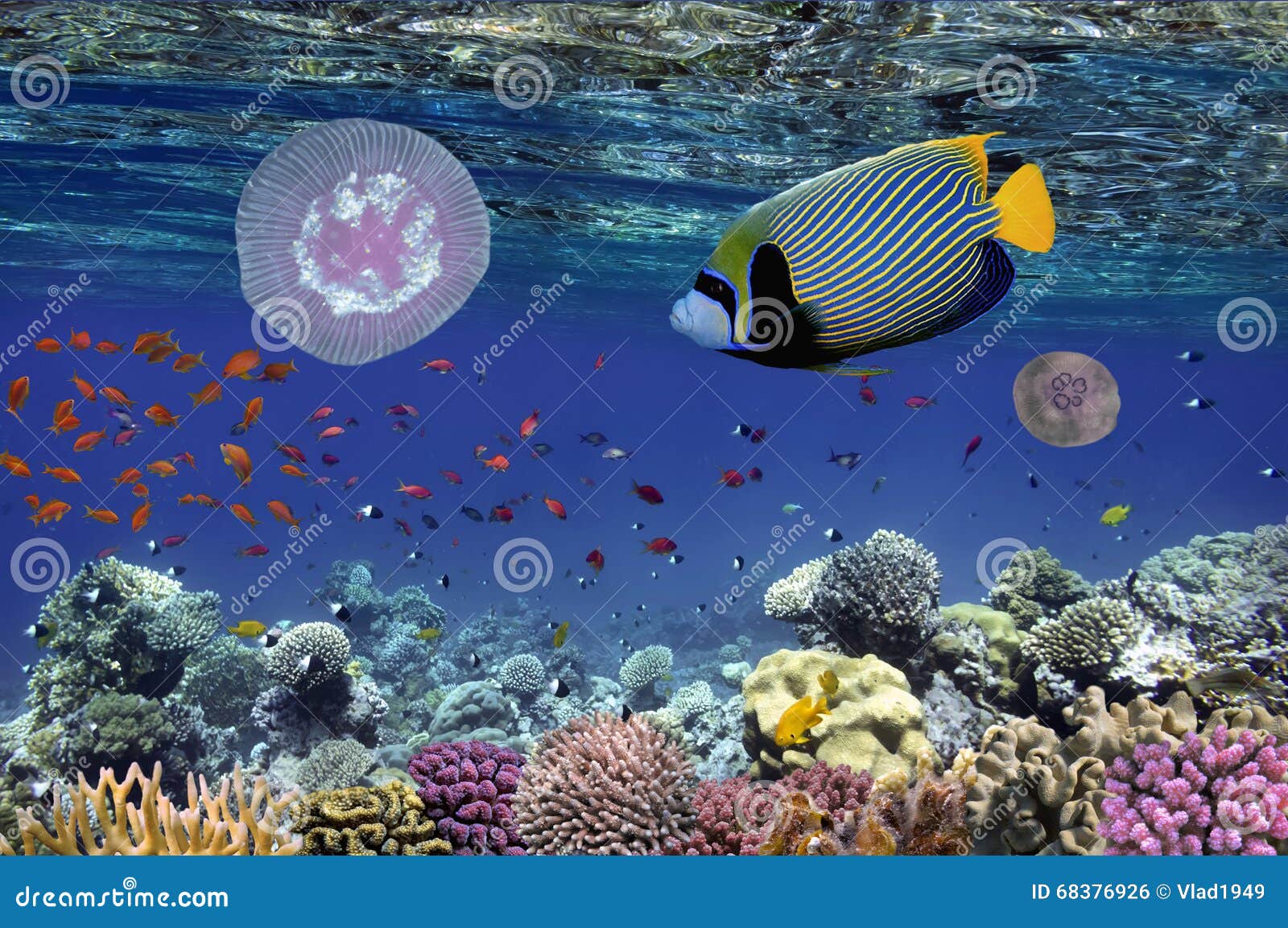 Tropical Fish and Hard Corals in the Red Sea Stock Photo - Image of ...