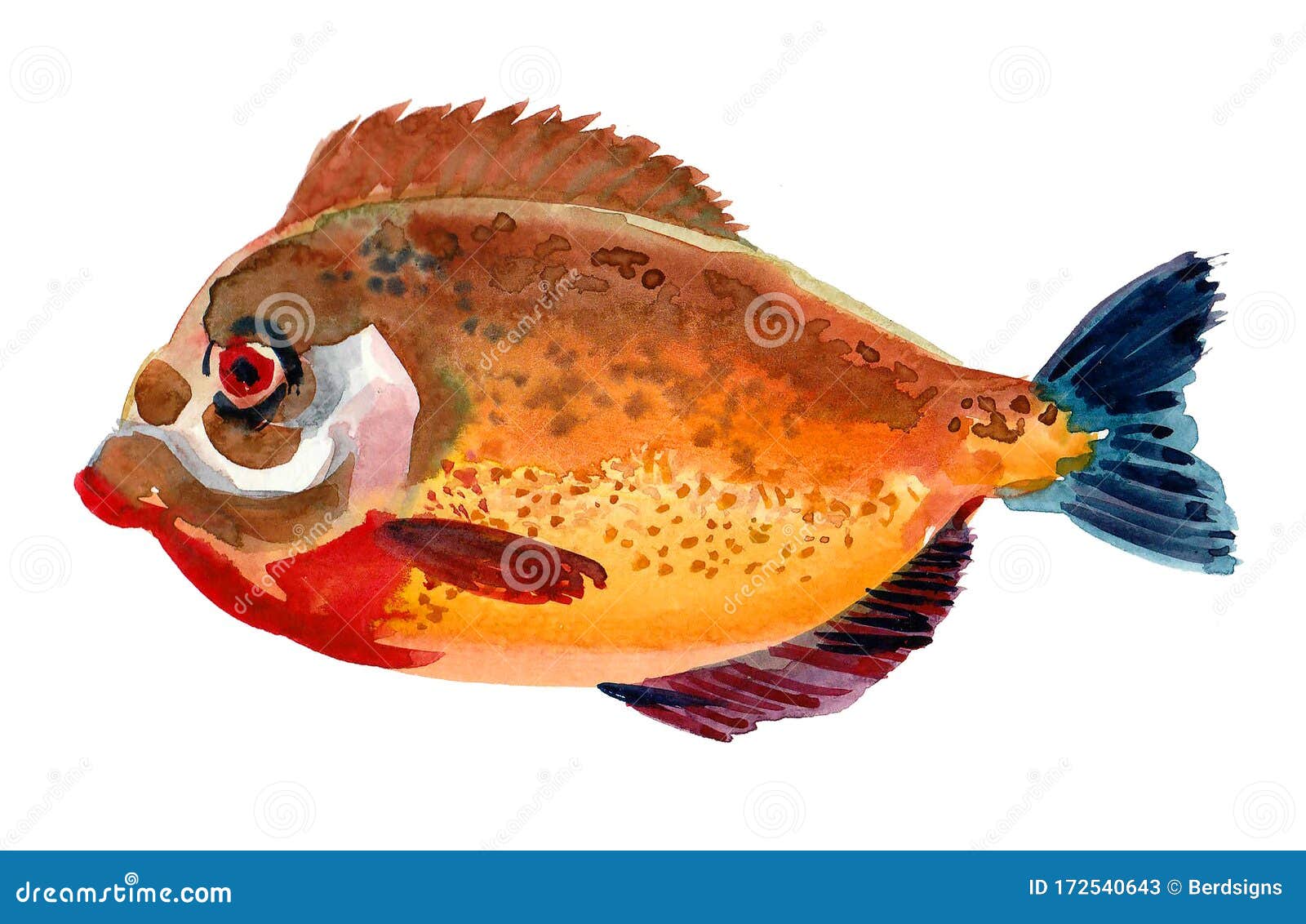 Tropical fish stock image. Image of sketch, tropical - 172540643