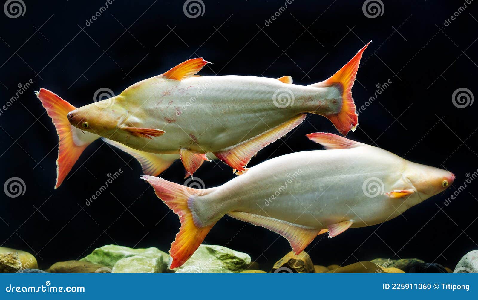 Tropical Fish that Iridescent Shark Stock Photo - Image of natural ...