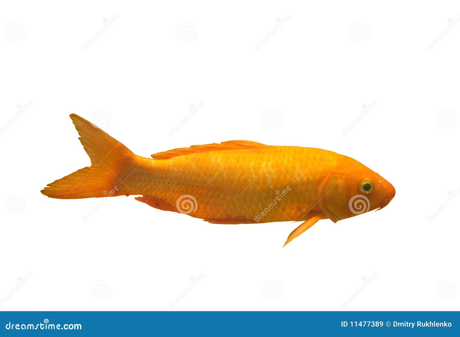Tropical fish isolated stock image. Image of closeup - 11477389