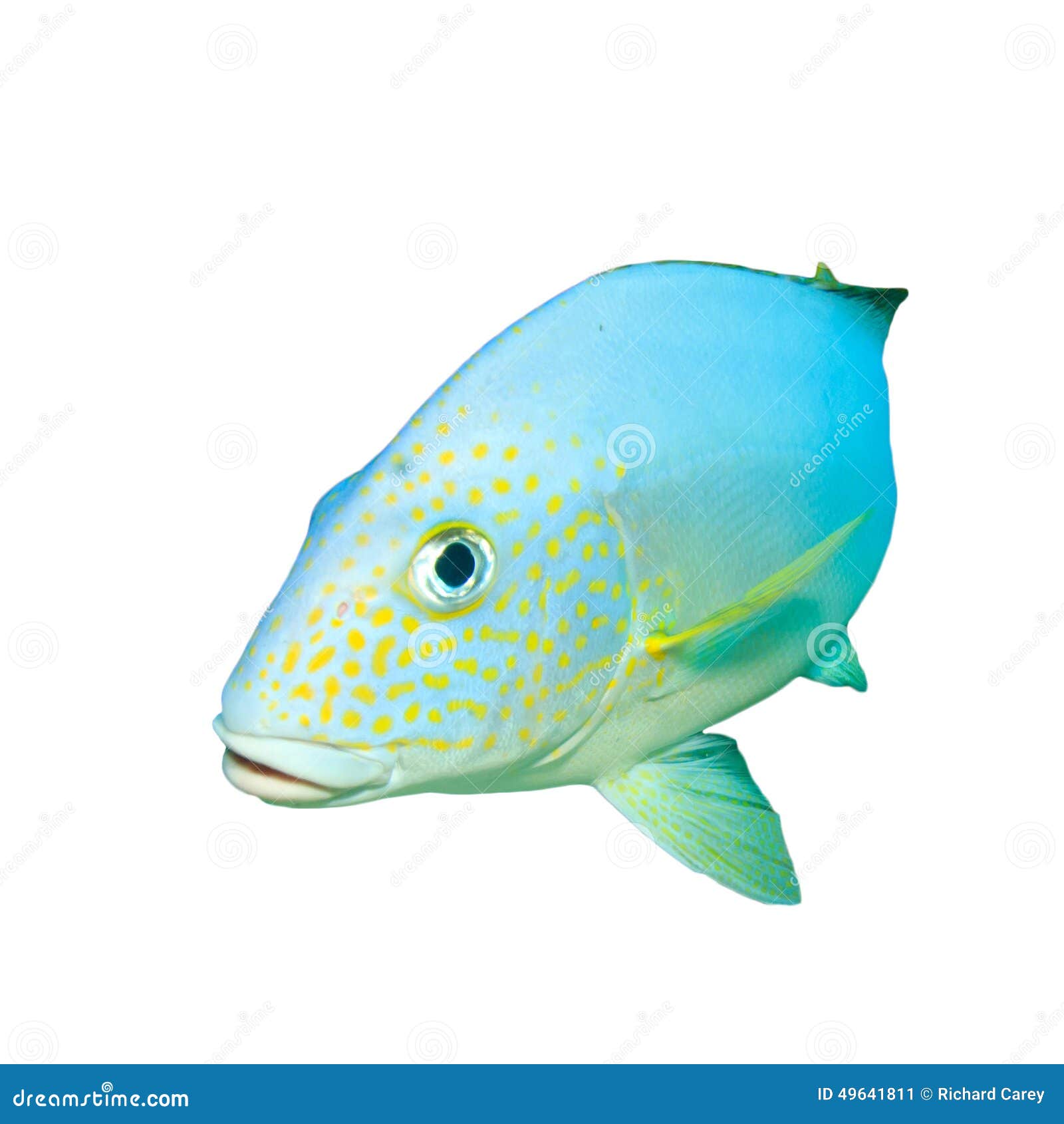 Silver Sweetlips, Diagramma Pictum In A Tropical Coral Reef Royalty ...