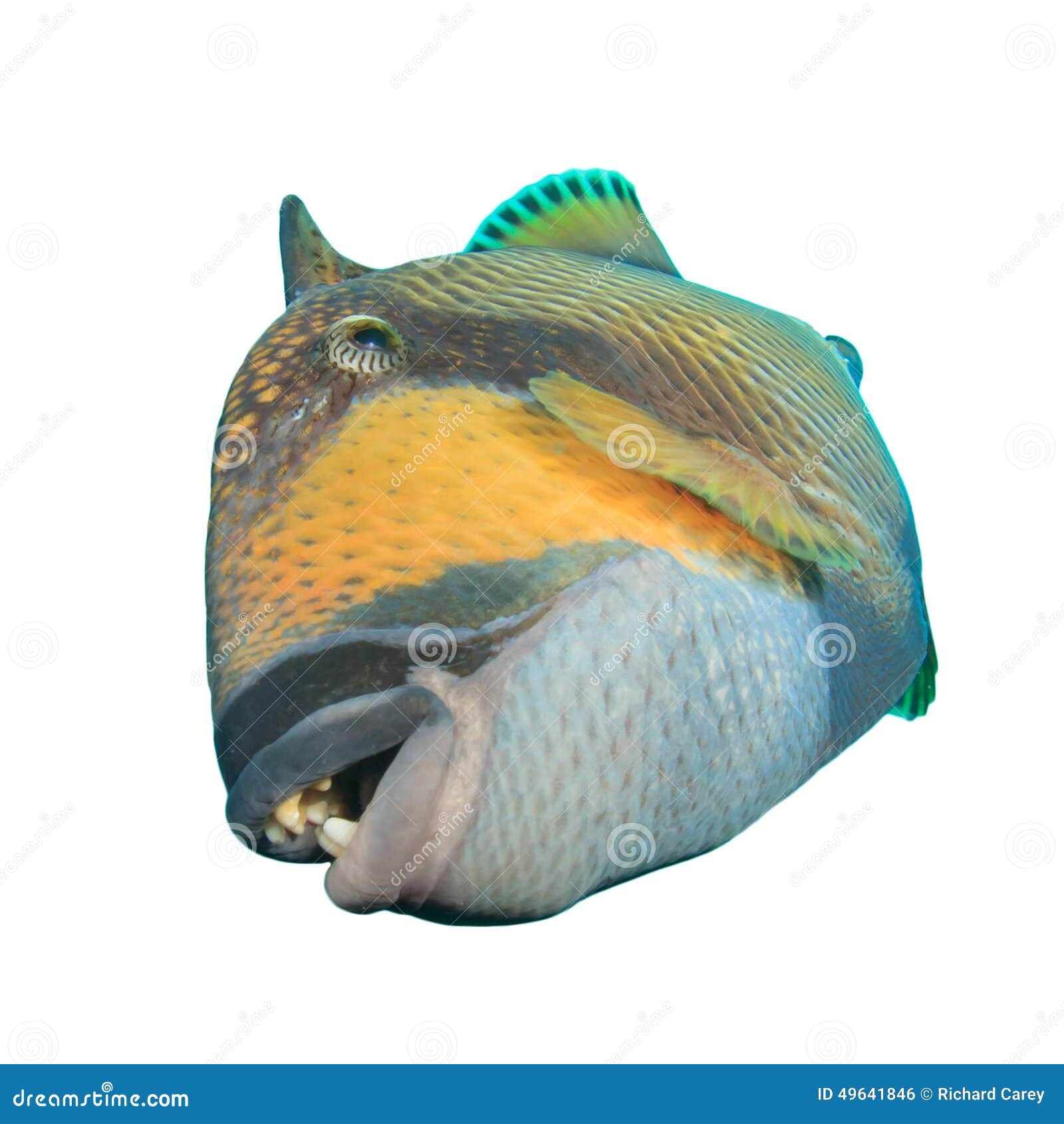 Tropical fish isolated stock photo. Image of triggerfish - 49641846