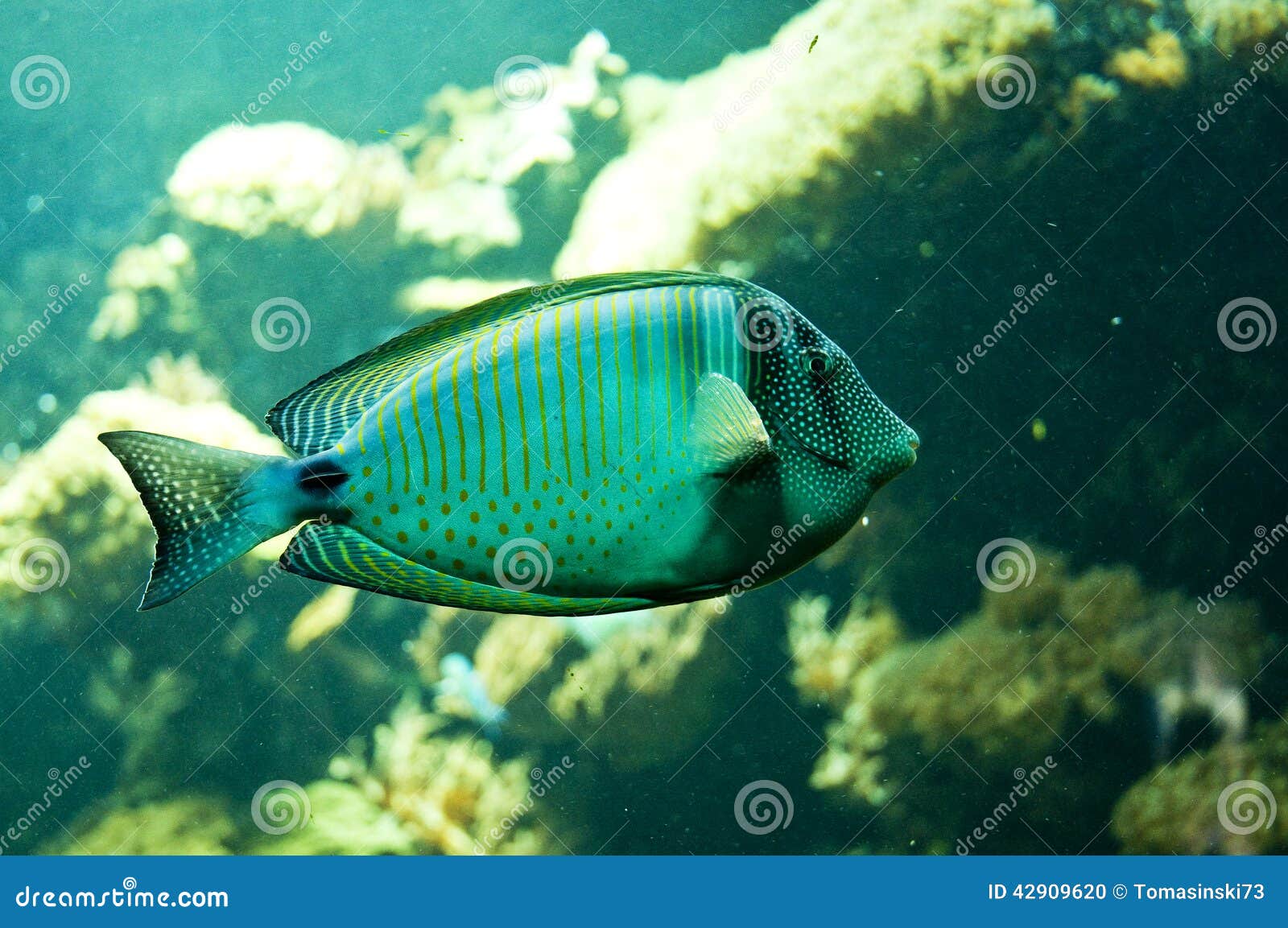 Tropical Fish in Its Habitat Stock Photo - Image of egypt, reef: 42909620