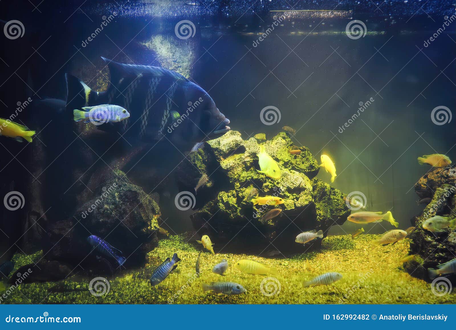 Tropical Fish in a Large Aquarium. Natural Aquarium Representing ...