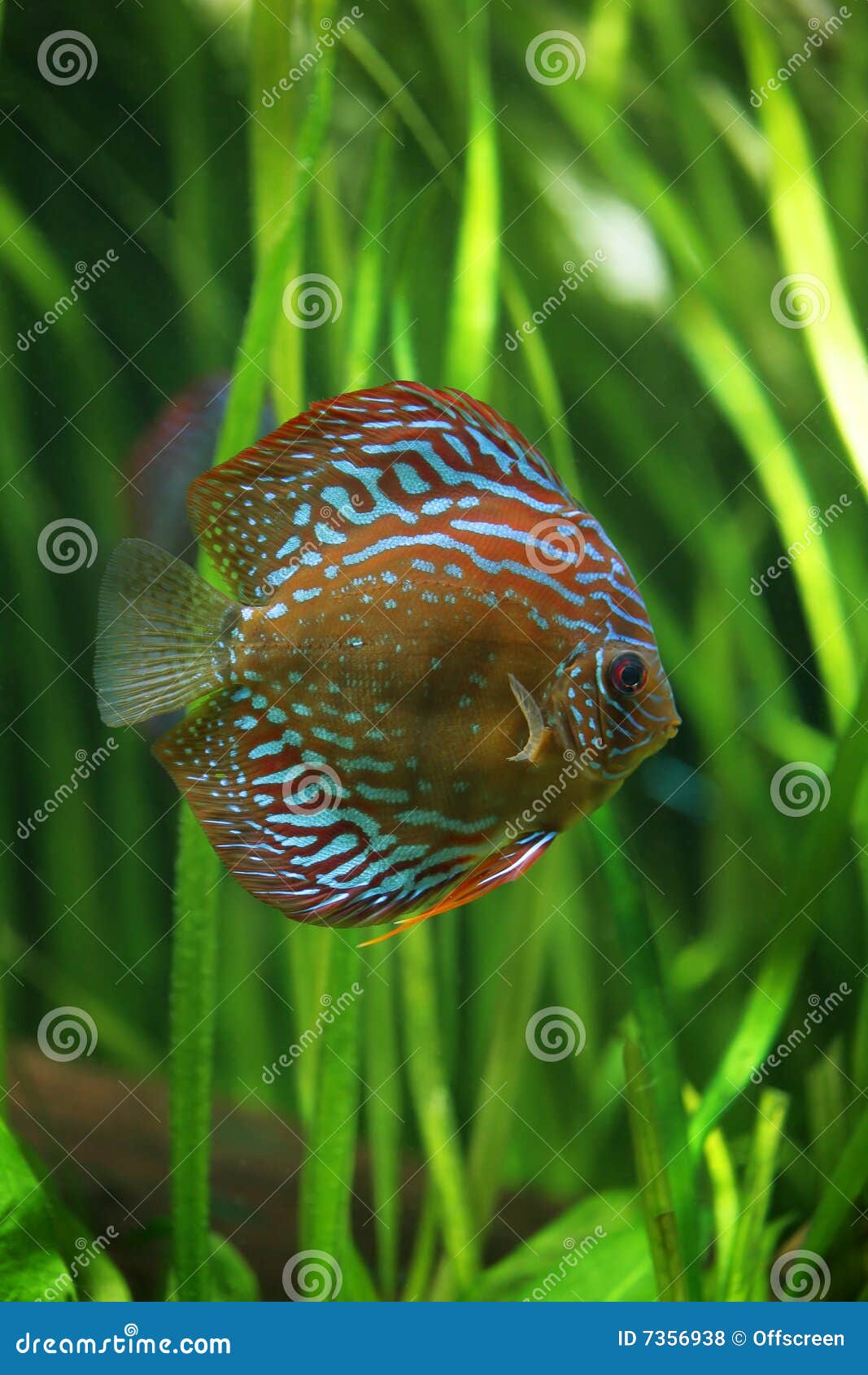 Tropical Fish Multi-coloured Diskus Stock Photo - Image of animal, fish ...