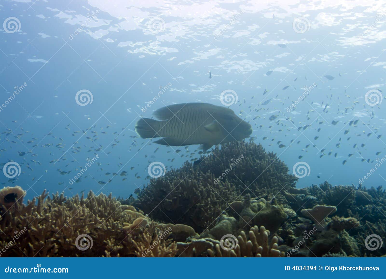 Tropical fish Napoleon. stock photo. Image of dive, colorful - 4034394