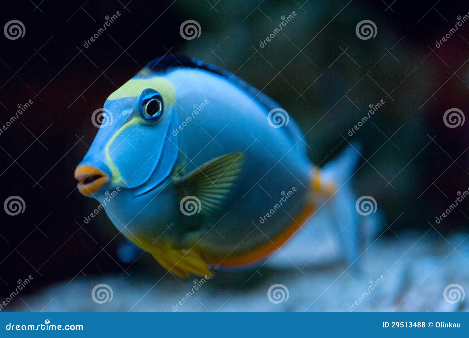 Tropical Fish Naso Tang stock photo. Image of beautiful - 29513488