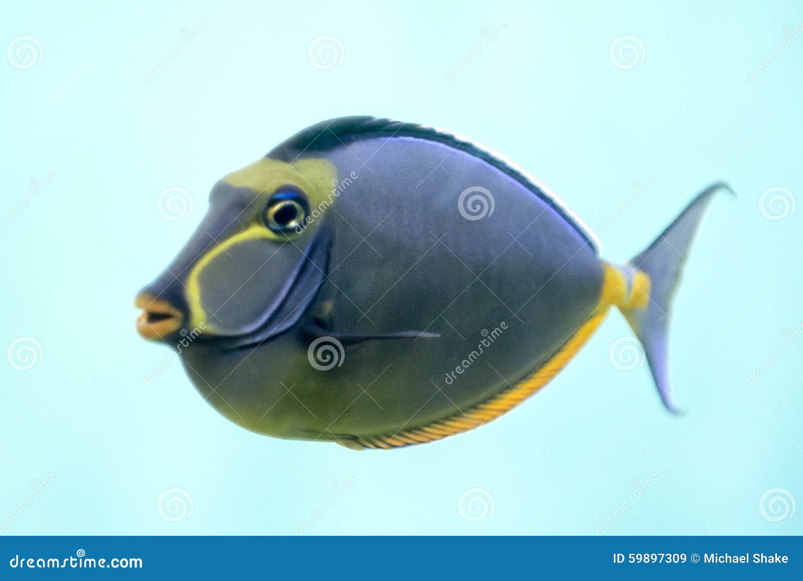 Tropical Fish Naso Tang stock image. Image of blue, water - 59897309