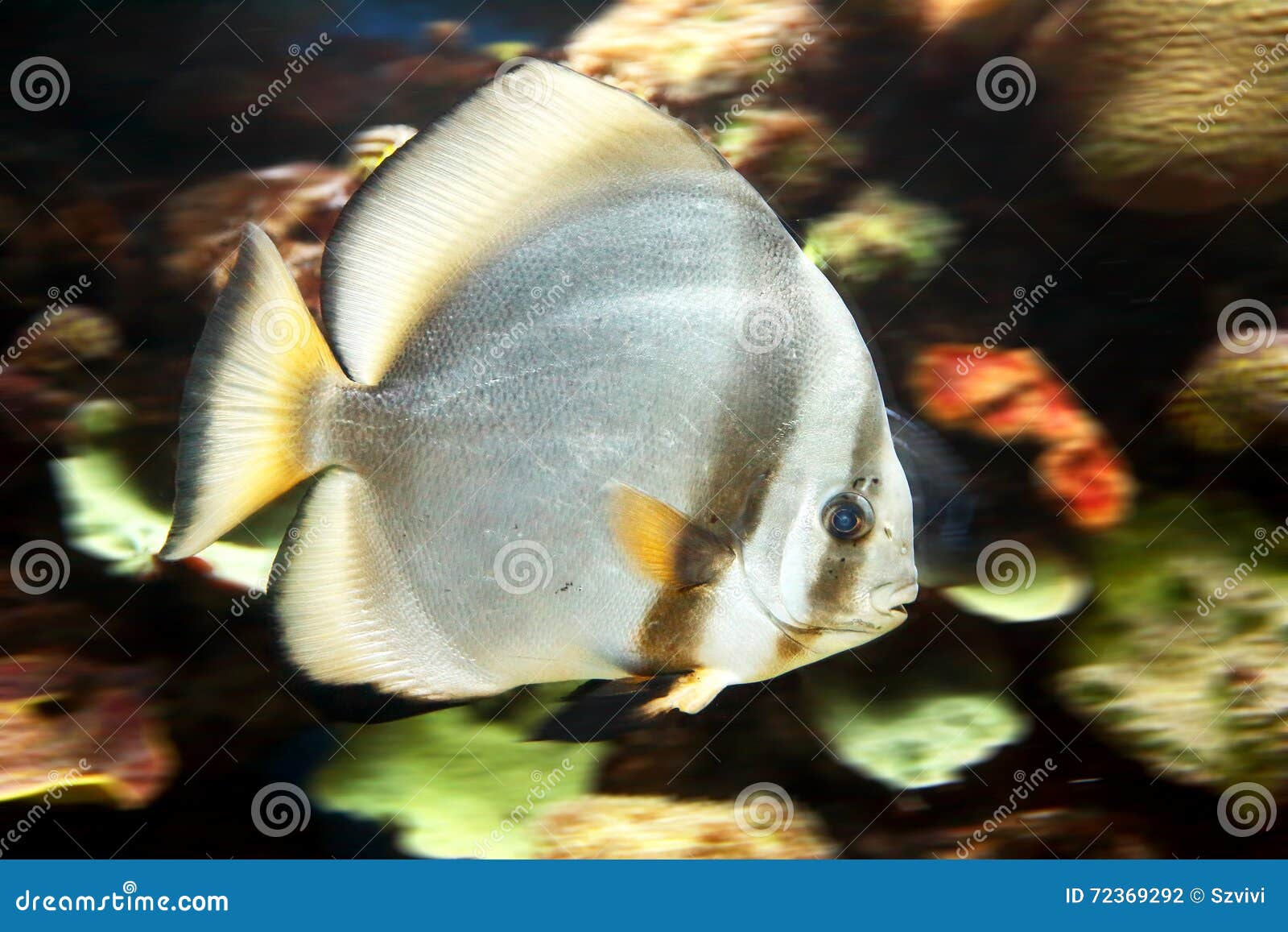 Tropical fish stock photo. Image of fish, orbicularis - 72369292