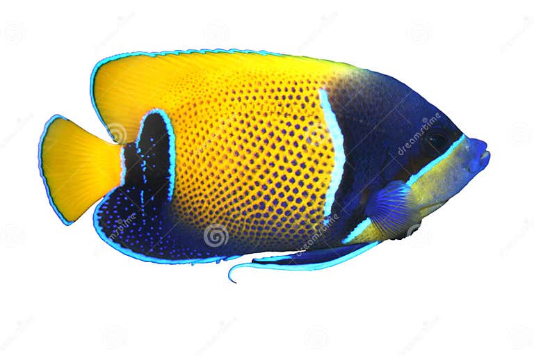 Tropical Fish P. navarchus stock photo. Image of reef - 2774136