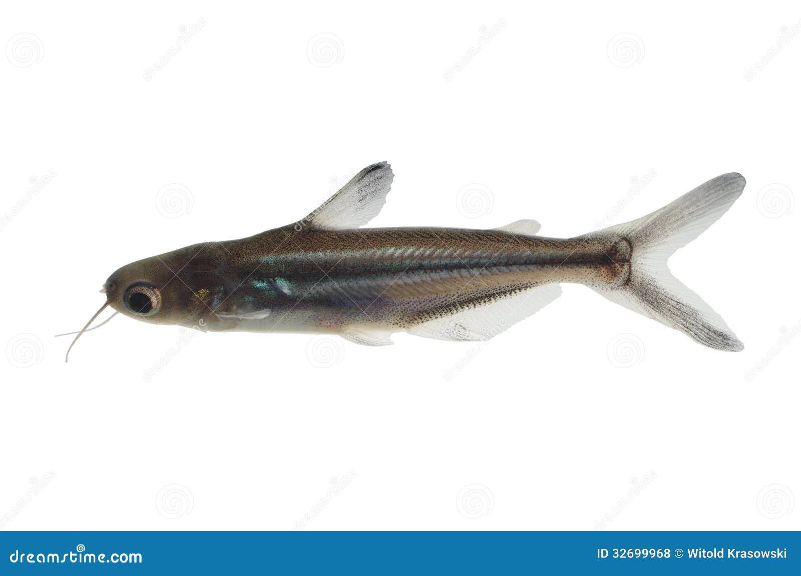 Pangasius Hypophthalmus Albino In Aquarium Stock Photo | CartoonDealer ...