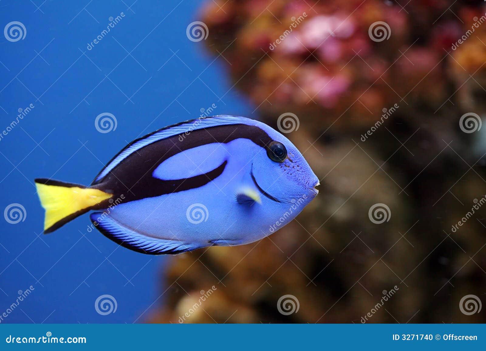 Tropical Fish Paracanthurus Hepatus Stock Photo - Image of wild ...