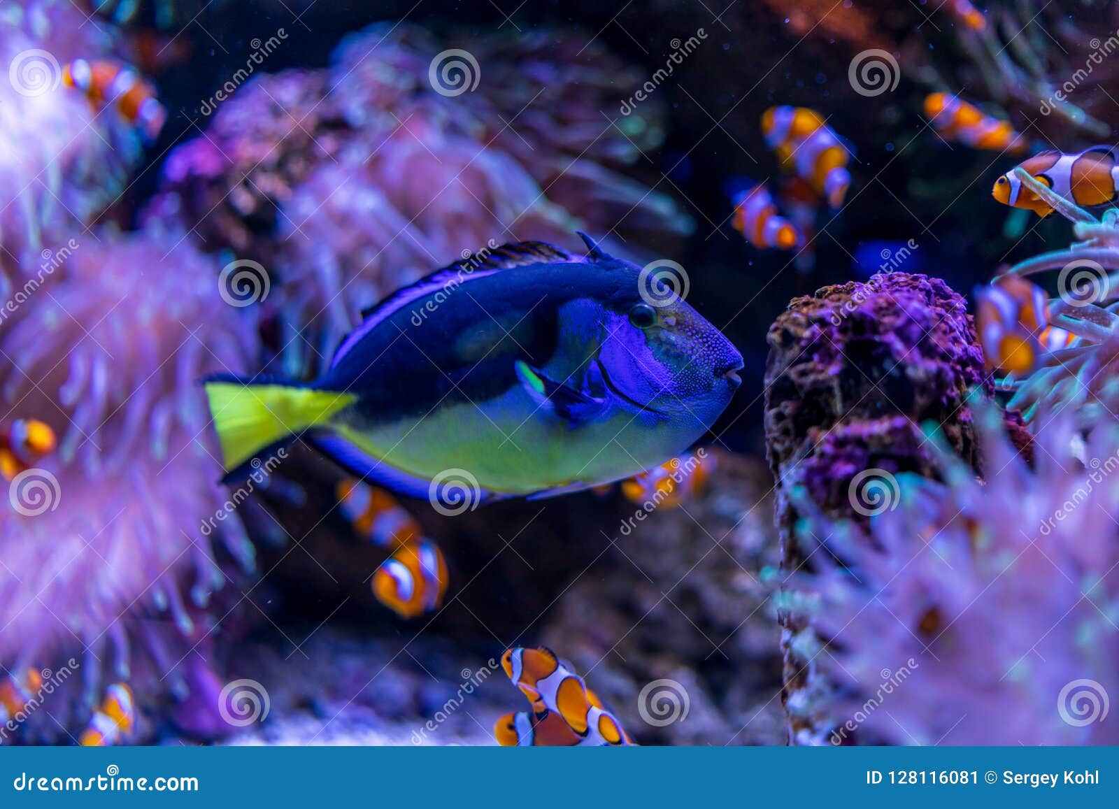 Tropical Fish Paracanthurus Hepatus Stock Image - Image of hippo ...