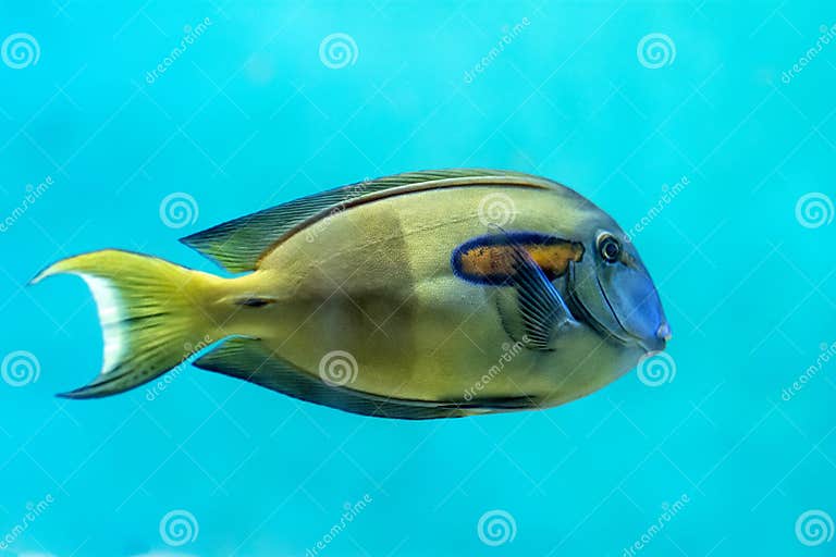 Tropical Fish stock image. Image of profile, aquarium - 53150851