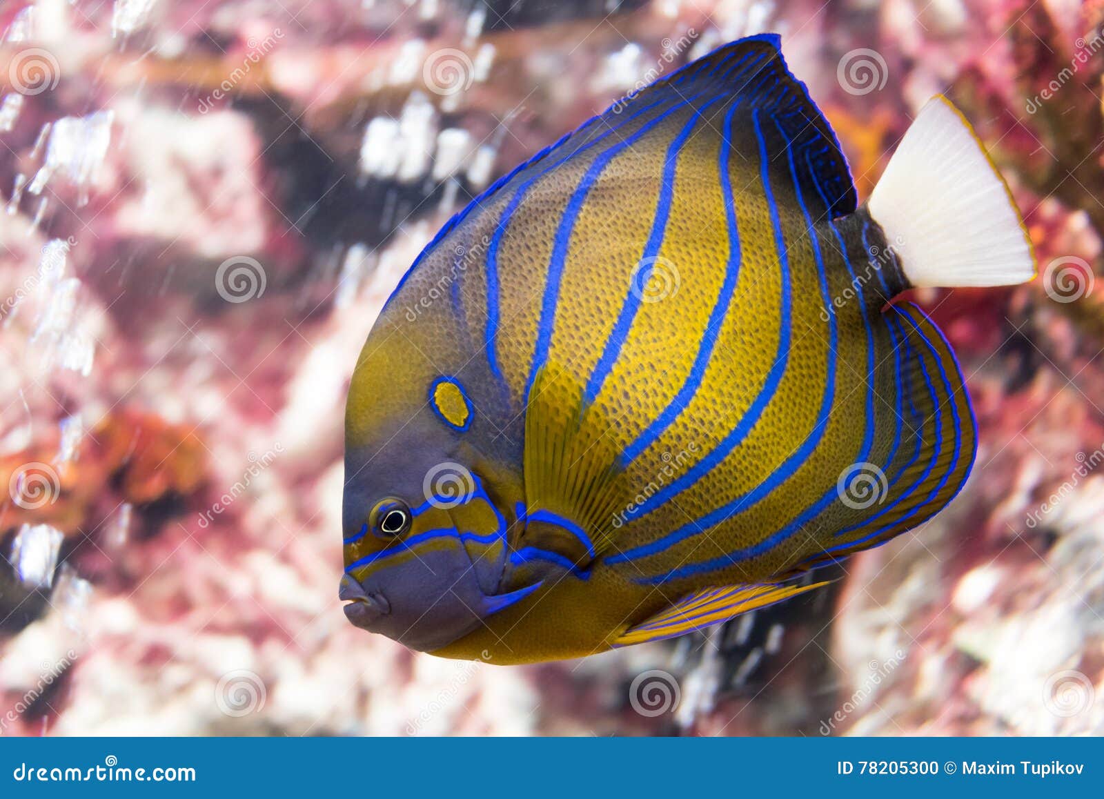 Tropical Fish at Rayong Aquarium Thailand Stock Photo - Image of place ...
