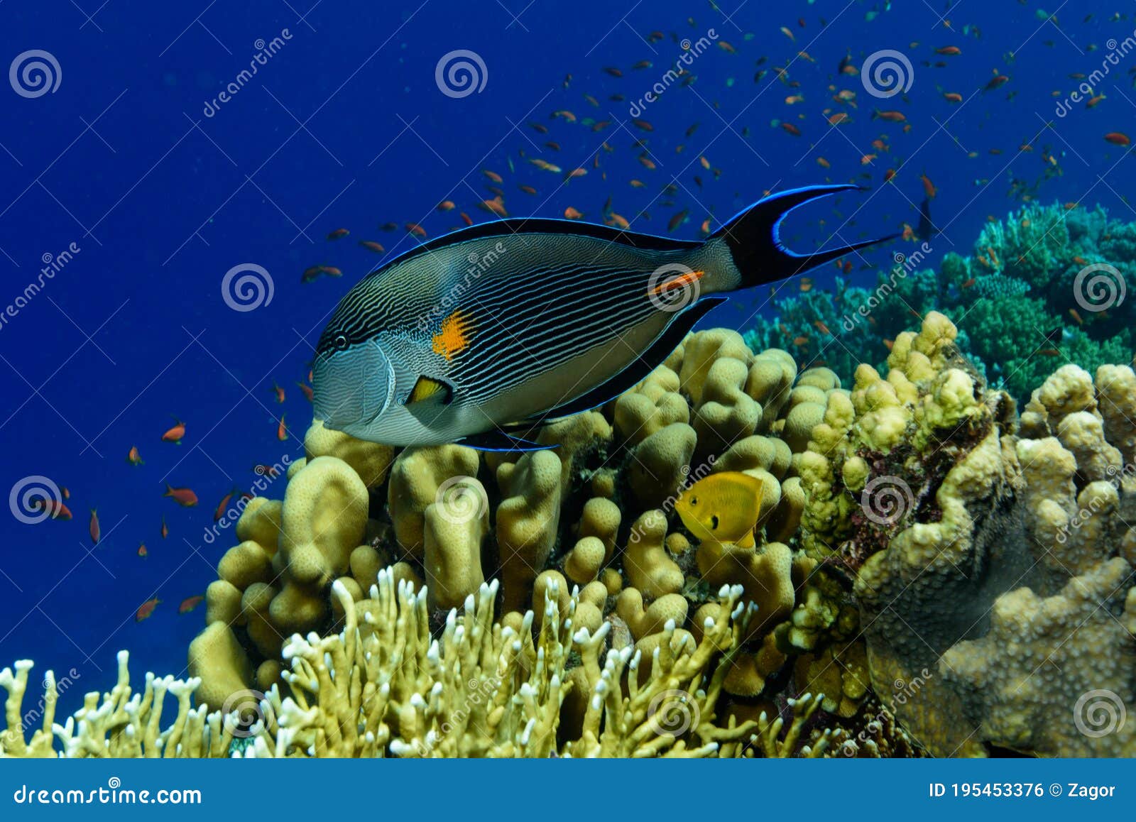 Tropical Fish in Red Sea- Egypt Stock Photo - Image of fish, dive ...