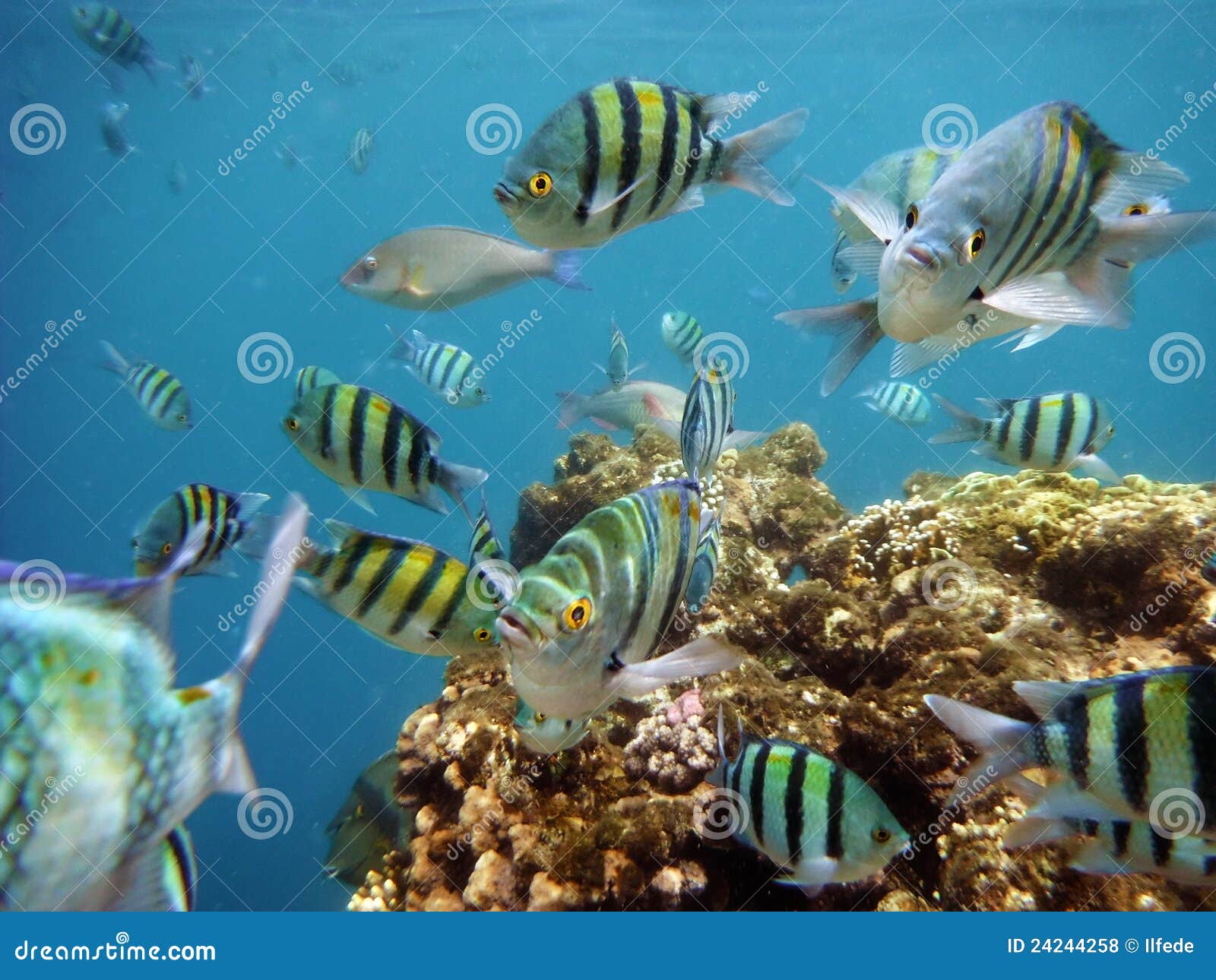 Tropical Fish, Red Sea in Sharm El Sheikh Stock Photo - Image of shoal ...