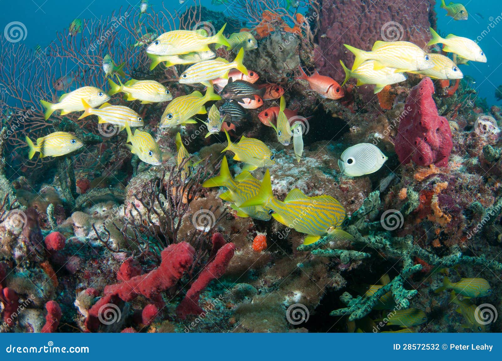 Tropical fish on a reef stock photo. Image of pacific - 28572532