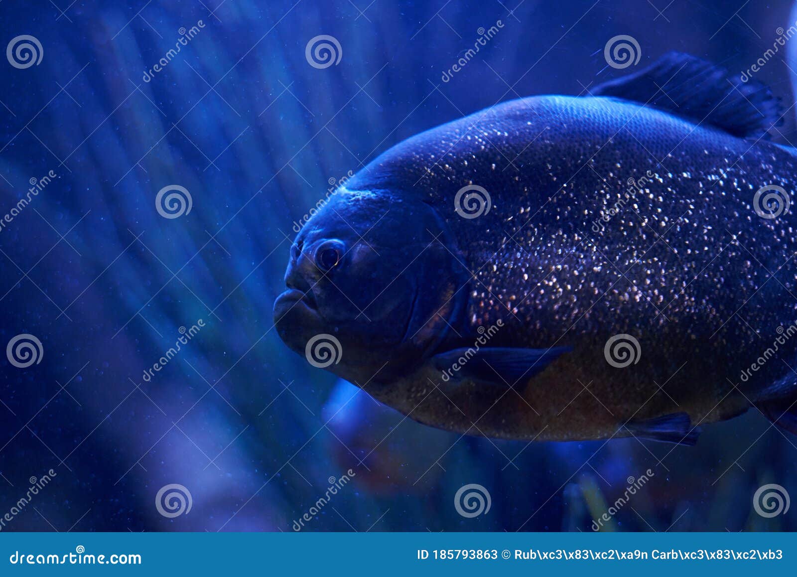 Tropical Fish with Reflective Scales in the Dark Stock Image - Image of ...