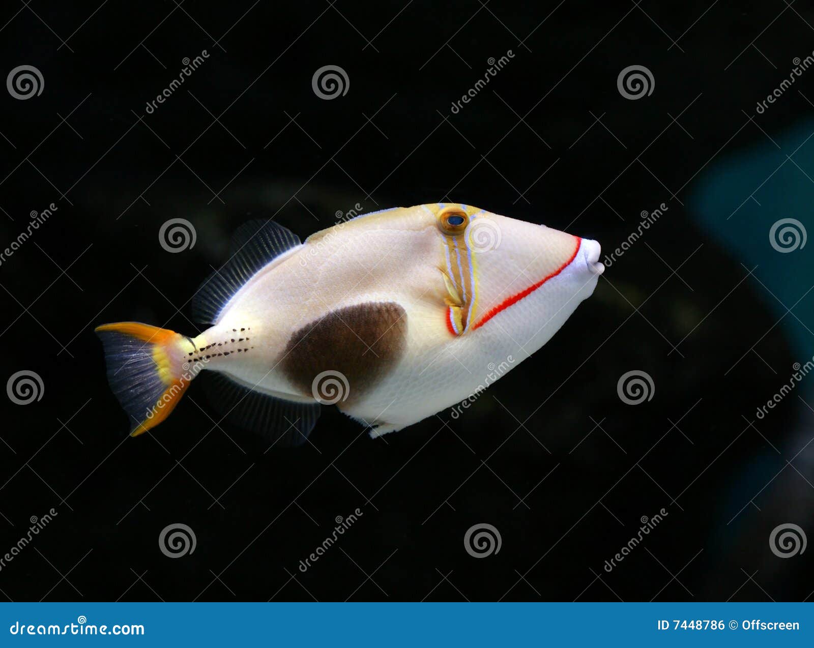 Tropical Fish Rhinecanthus Verrucosus Stock Photo - Image of verrucosus ...
