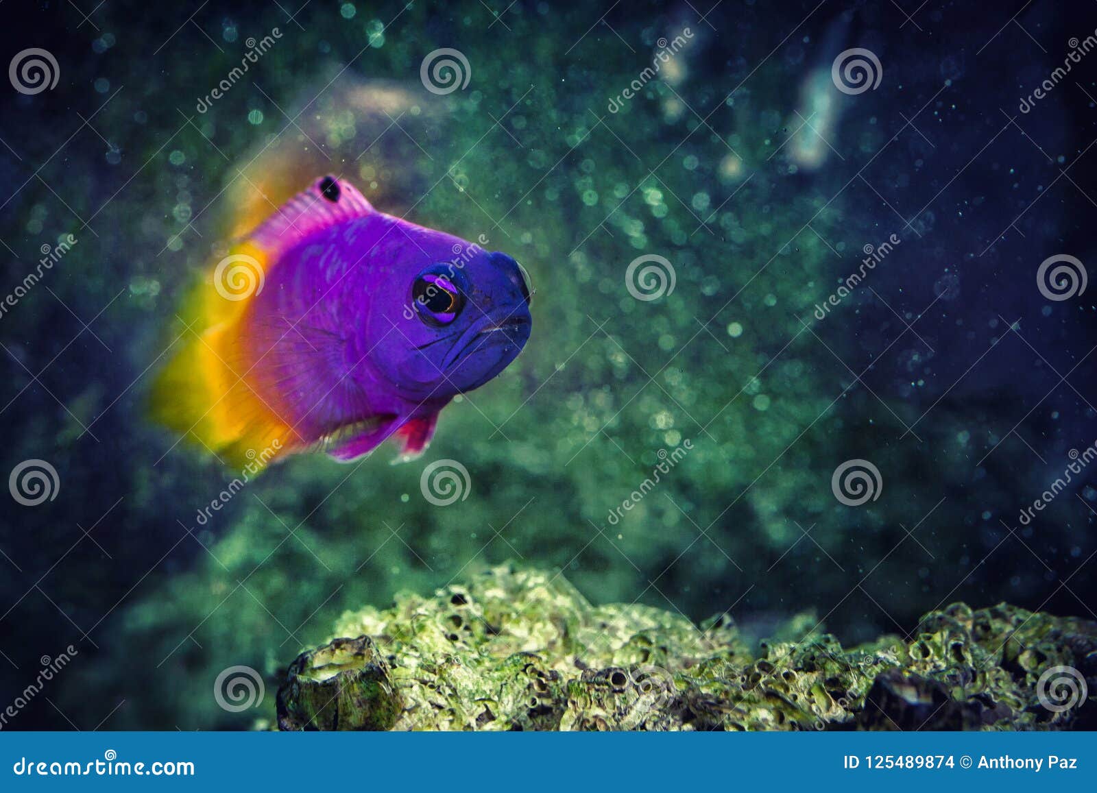 Fish Royal Gramma Basslet stock photo. Image of nature - 125489874