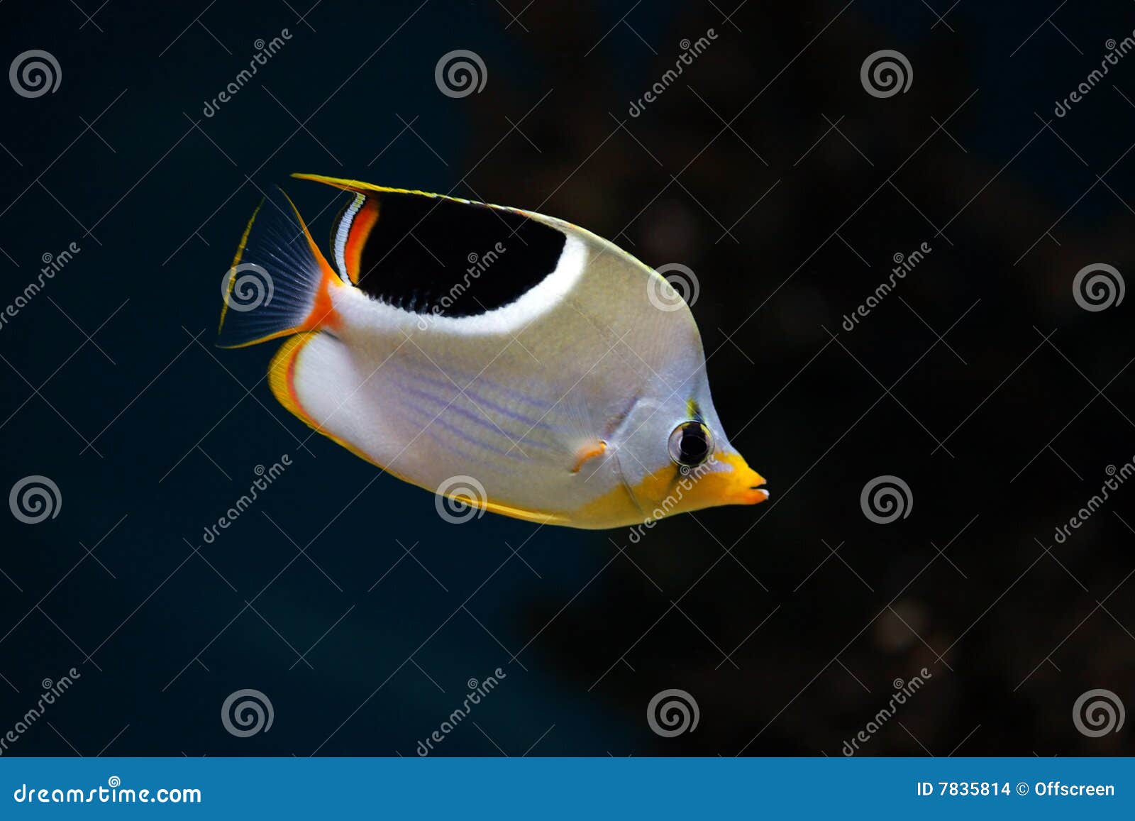 Tropical Fish Saddleback Butterflyfish Stock Photo - Image of animal ...