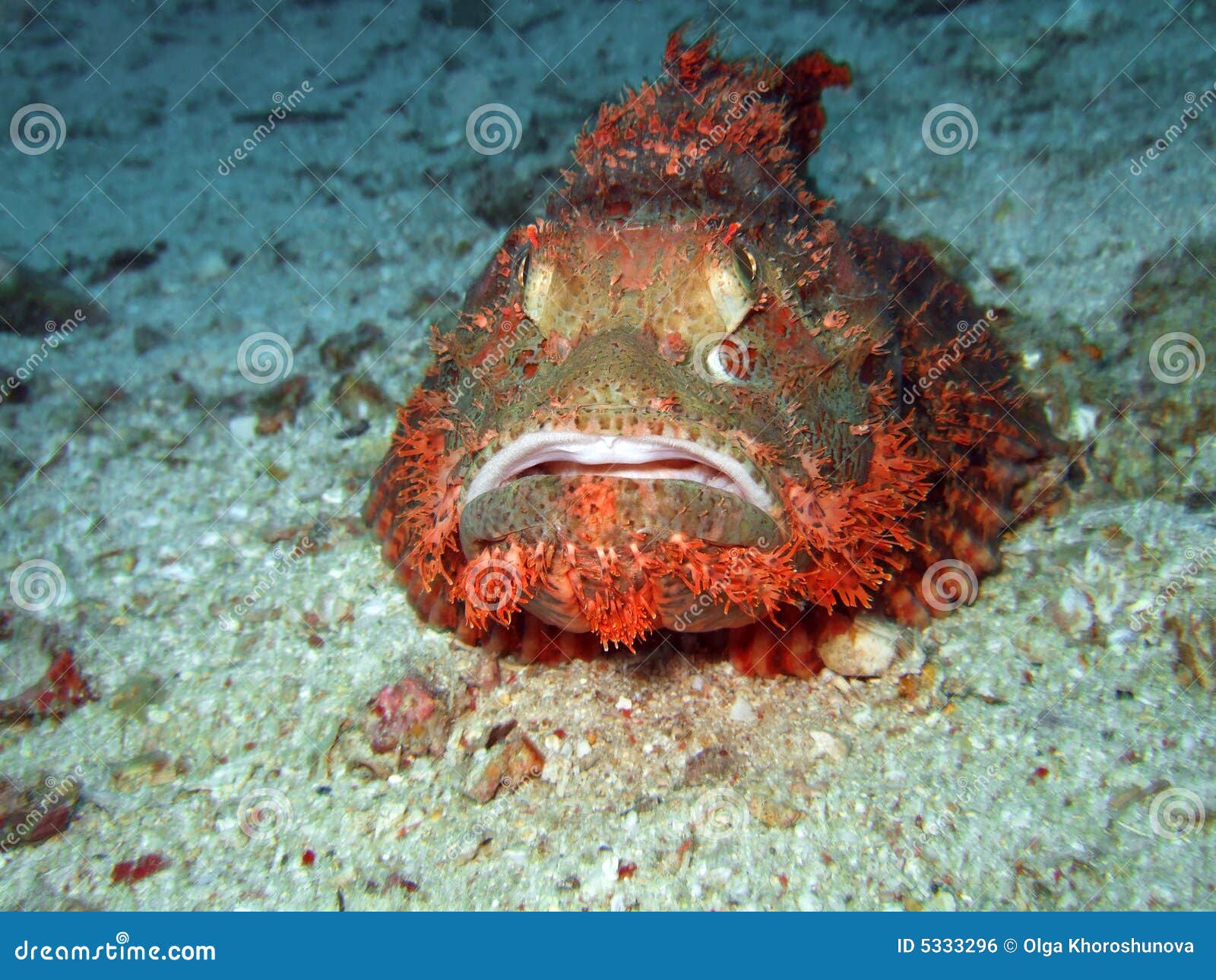 Fish Of The Red Sea, Scorpionfish Stock Photo | CartoonDealer.com ...