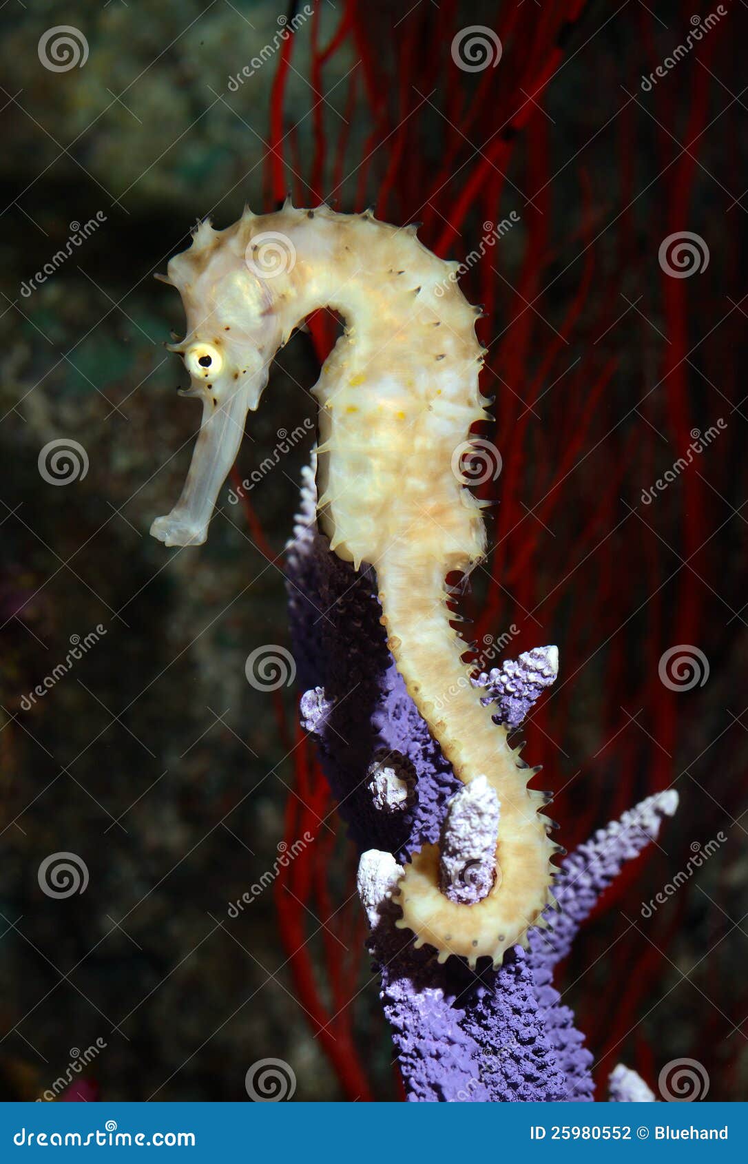 Tropical fish, seahorse stock photo. Image of marine - 25980552