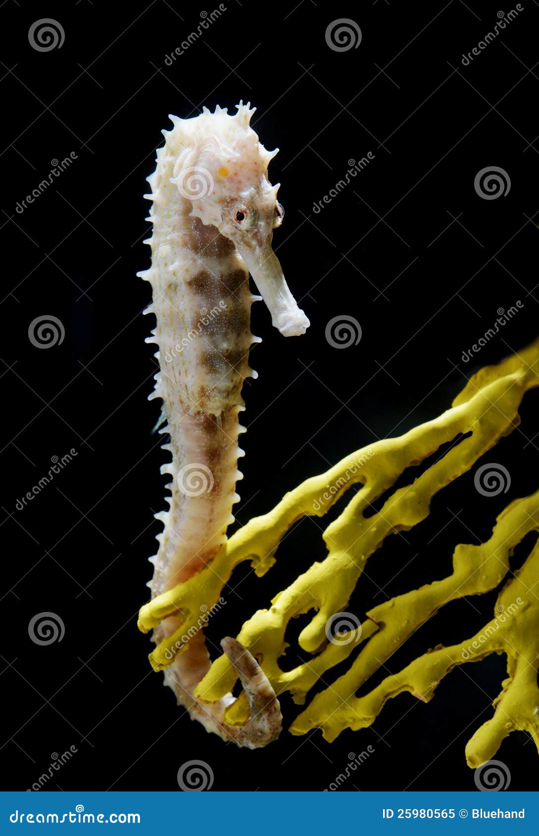 Tropical Fish, Seahorse on Black Background Stock Image - Image of ...