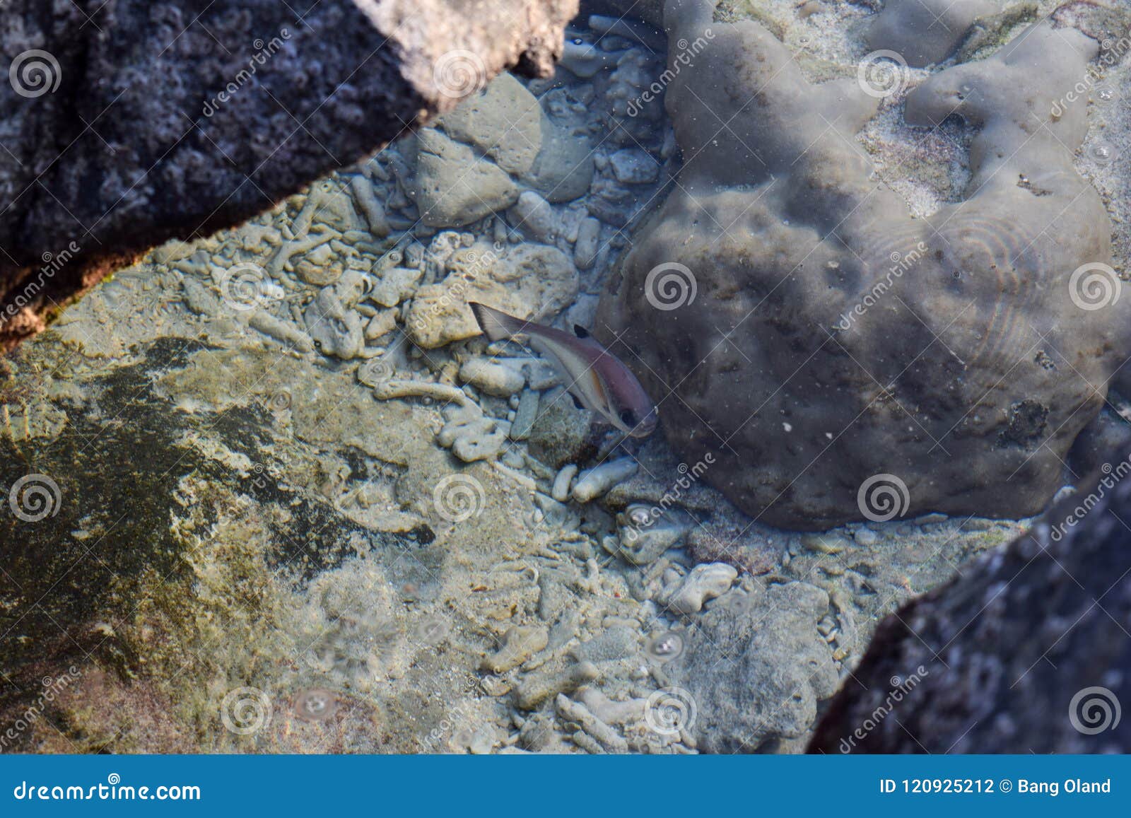 Tropical fish on the shore stock photo. Image of aquatic - 120925212
