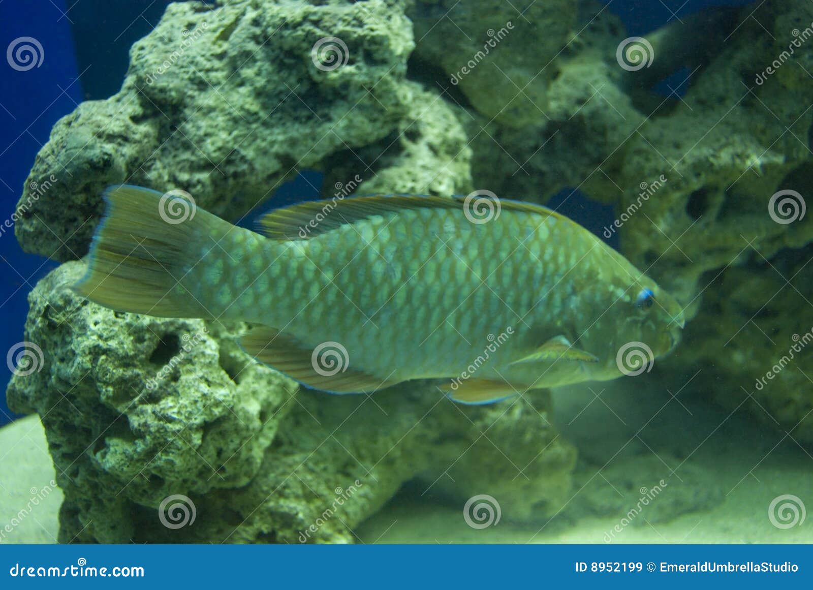 Tropical Fish side profile stock image. Image of tropical - 8952199