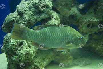 Tropical Fish side profile stock image. Image of tropical - 8952199