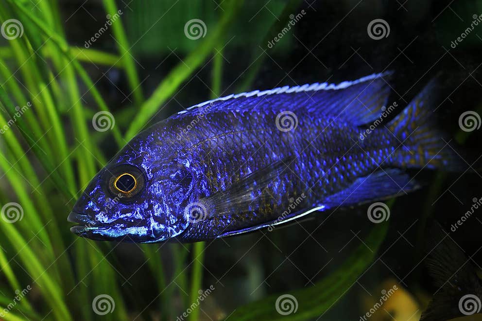 Fish stock image. Image of nature, color, plant, aquatic - 47526857