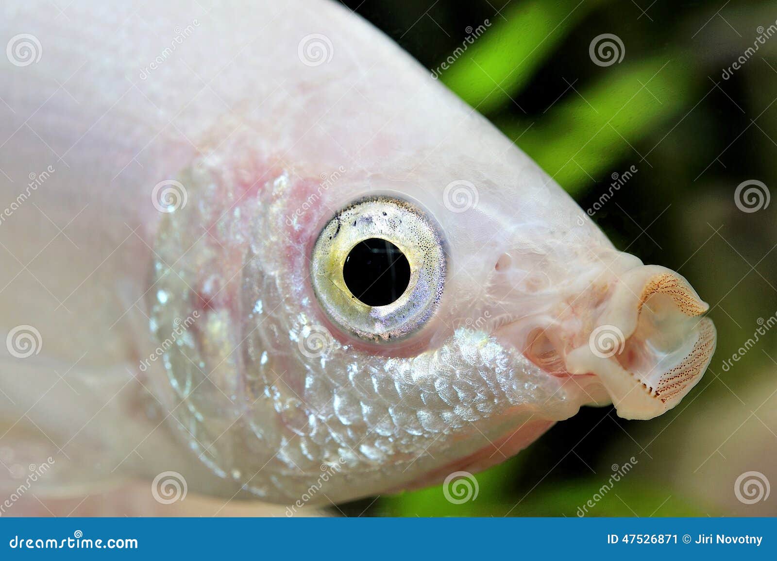 Fish stock image. Image of exotic, color, aquarium, decorative - 47526871