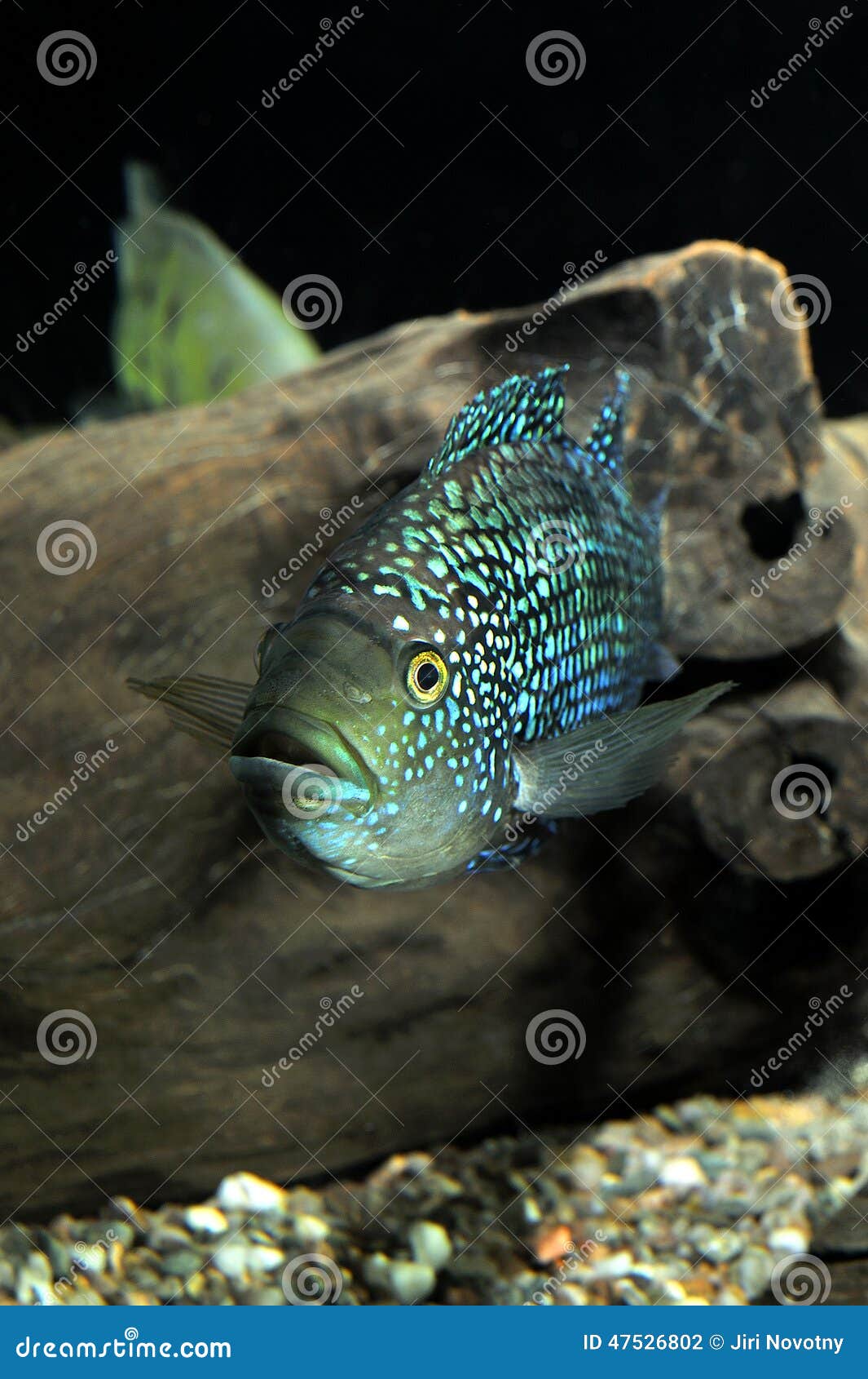 Fish stock photo. Image of underwater, beauty, wood, creature - 47526802