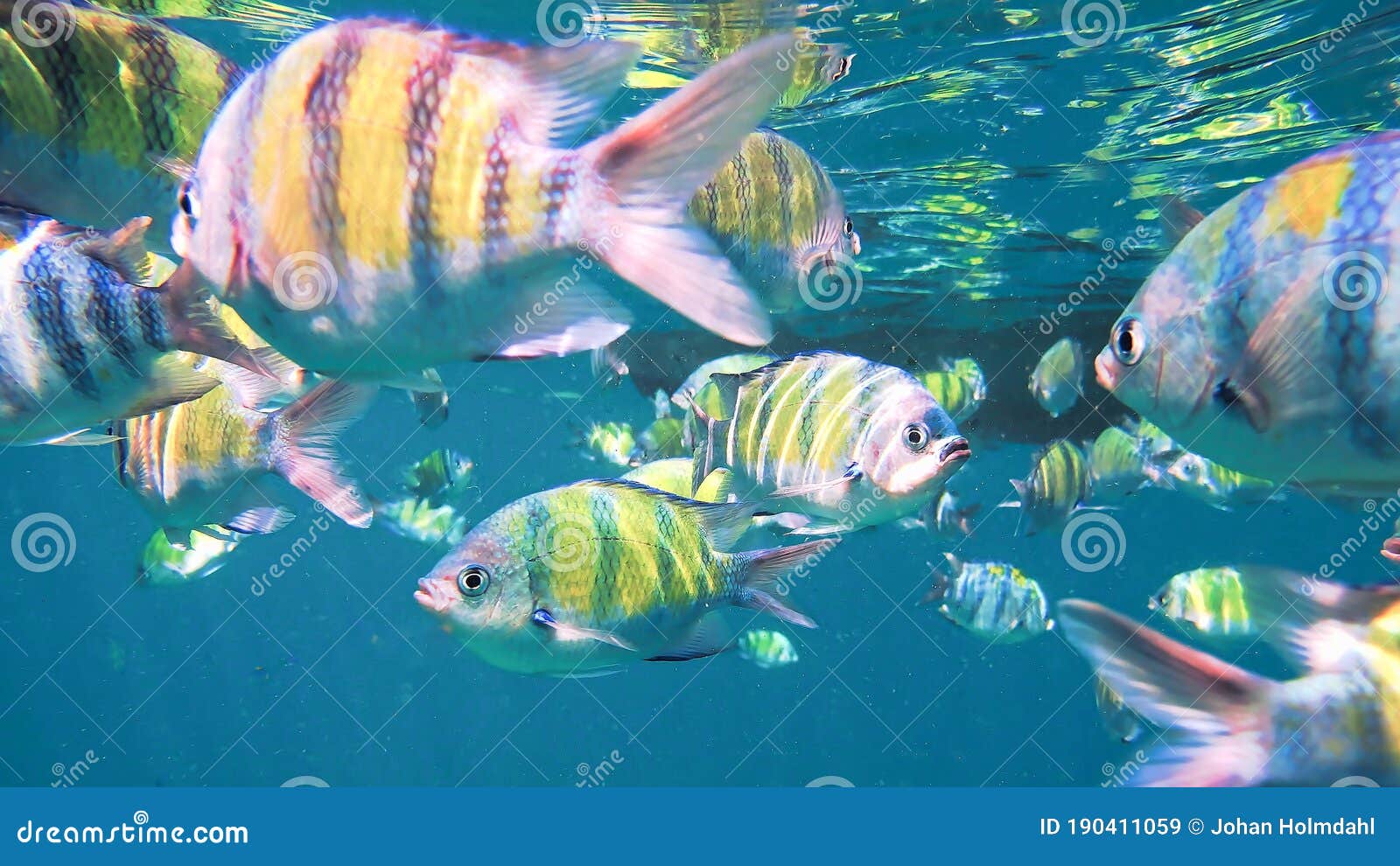 Tropical Fish at the Surface Stock Image - Image of thailand ...