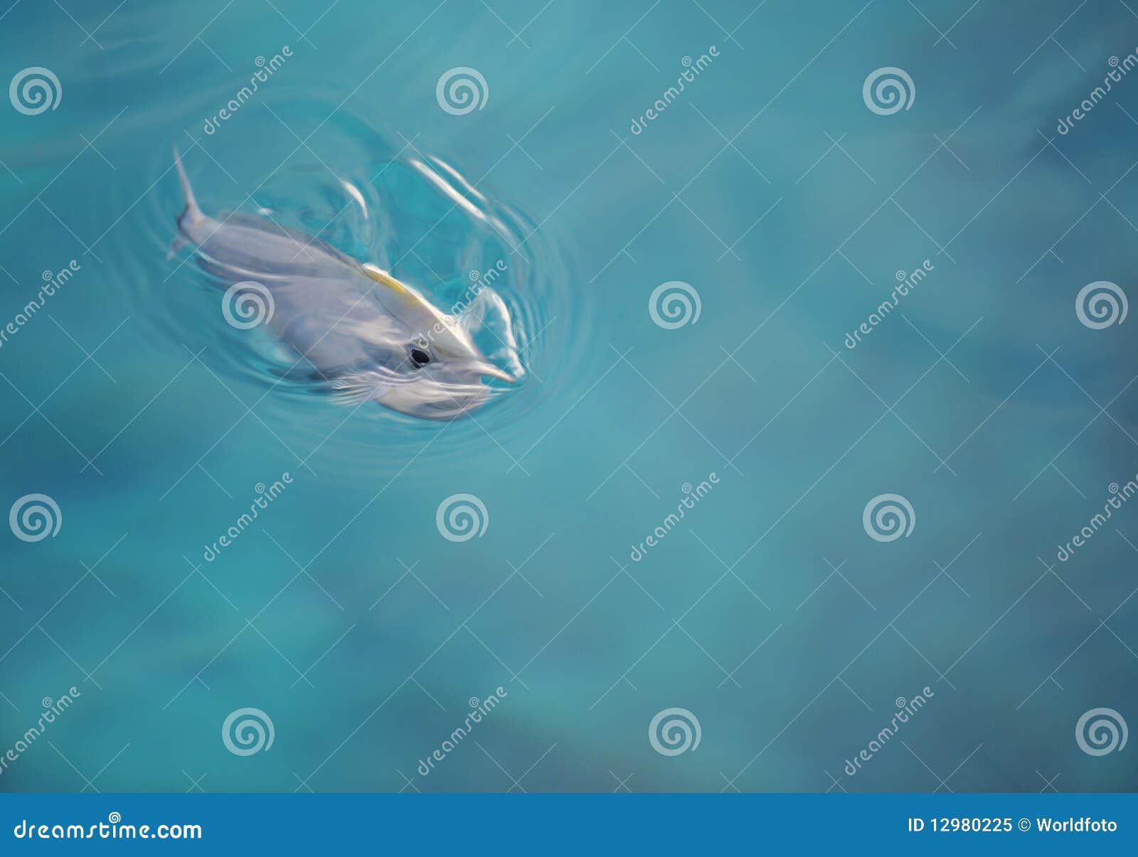 Tropical fish surfacing stock image. Image of outdoor - 12980225