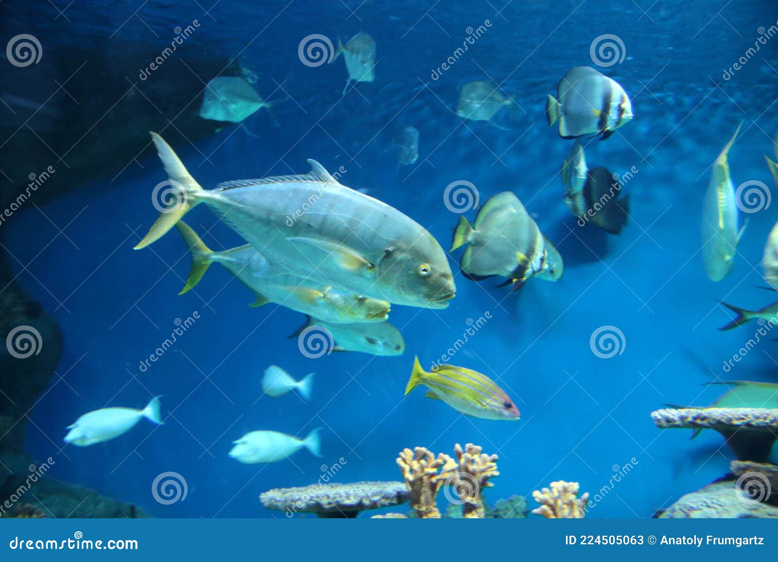 Tropical Fish Swimming in the Aquarium Stock Image - Image of scuba ...