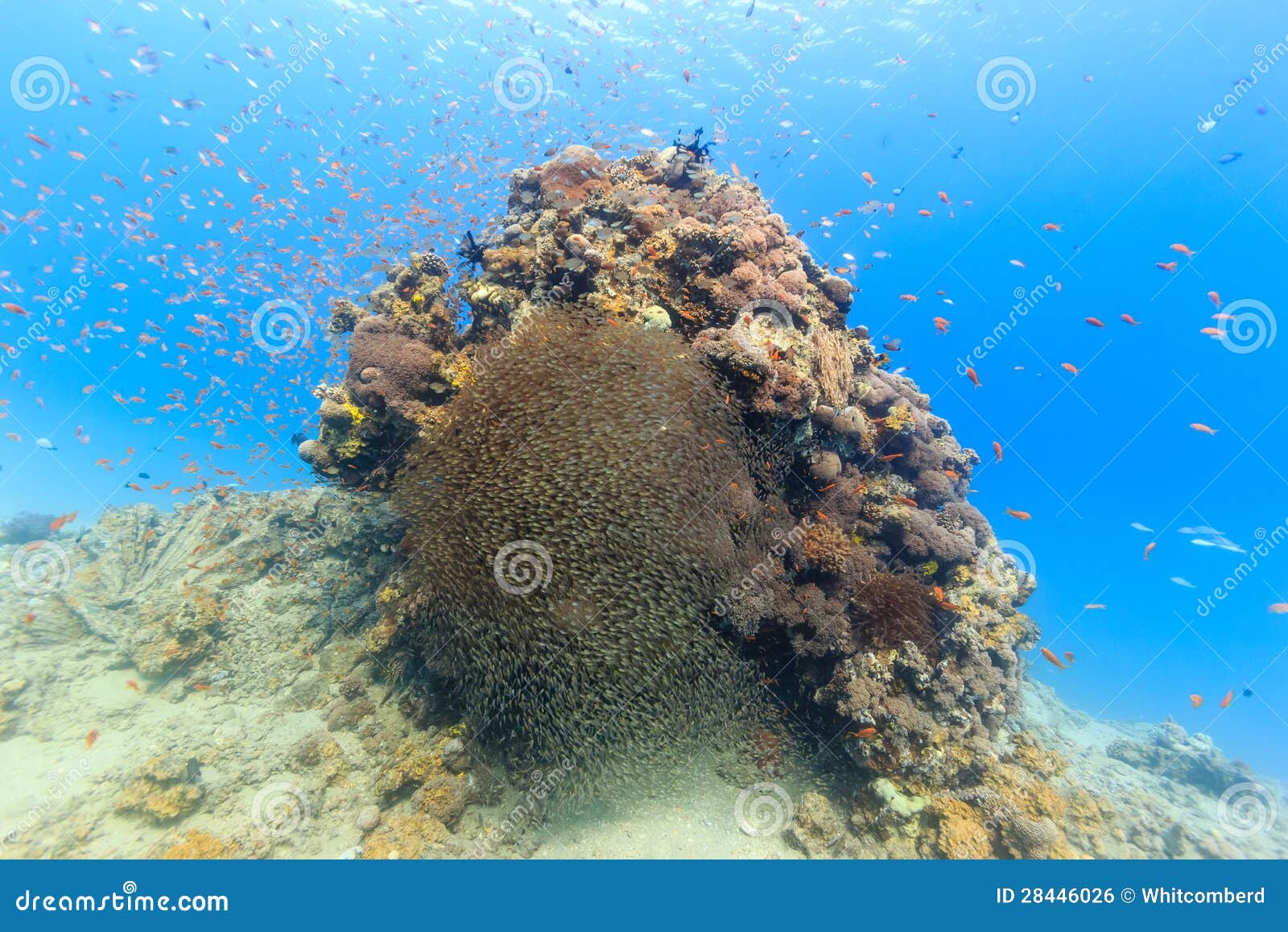 Tropical Fish Swimming Around a Coral Pinnacle Stock Photo - Image of ...