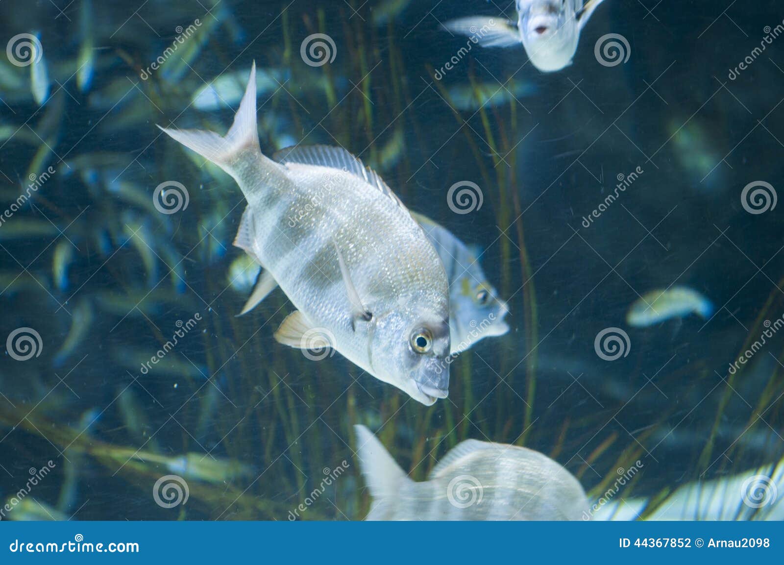 Tropical fish swimming stock photo. Image of diving, beauty - 44367852