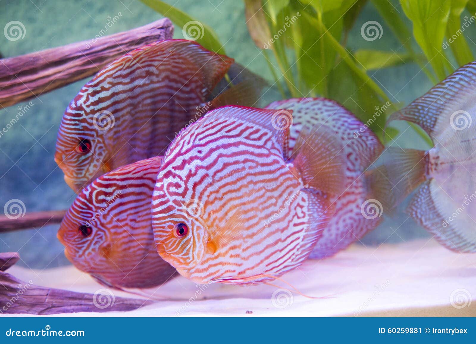 Pink Discus Fish