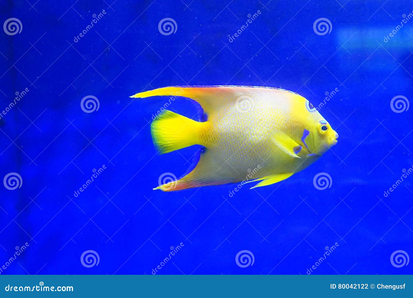 Tropical fish stock photo. Image of clear, animals, peaceful - 80042122