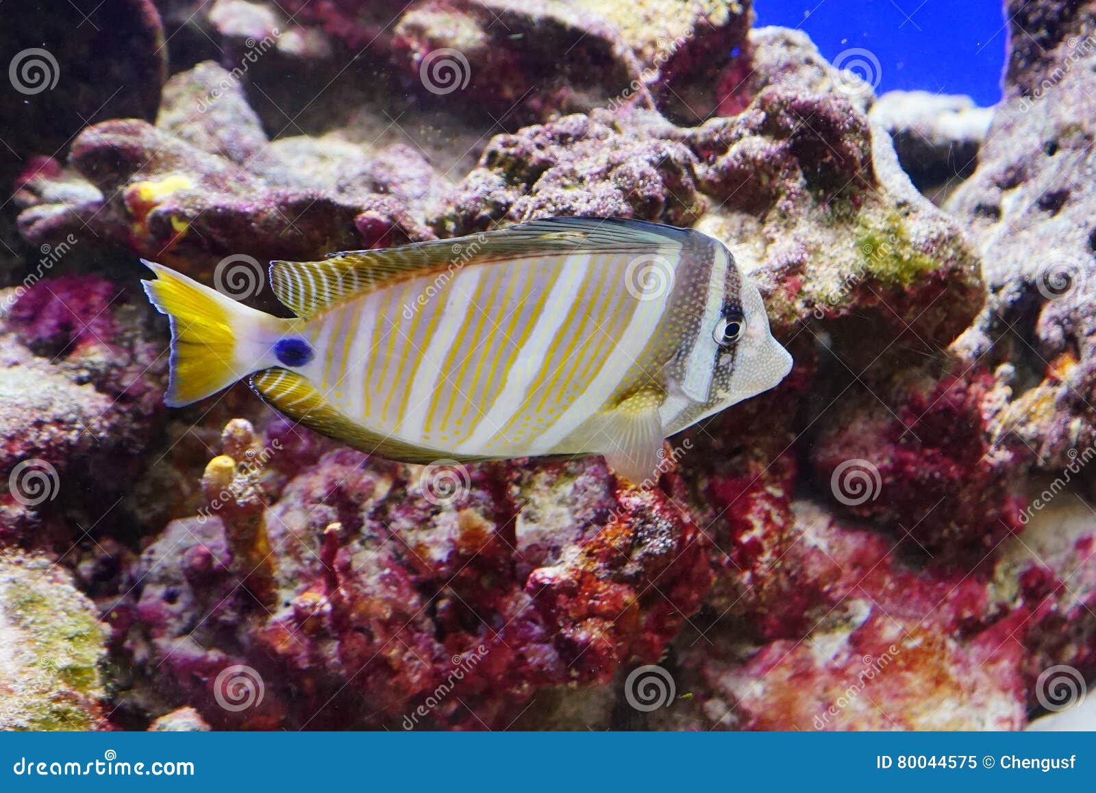 Tropical fish stock image. Image of aquarium, cute, organisms - 80044575